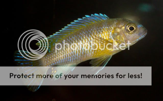 what do i have here? pretty nice looking fish. | Cichlid Fish Forum