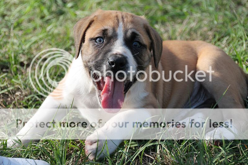 Florida cur pups update with pics