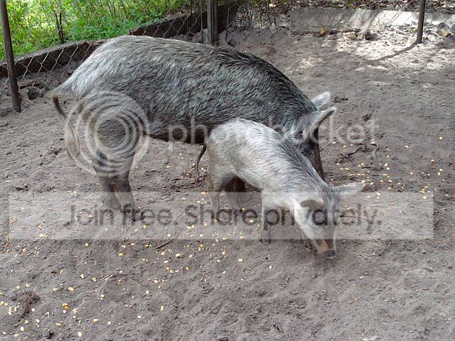 Blue Hogs