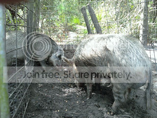 Blue Hogs
