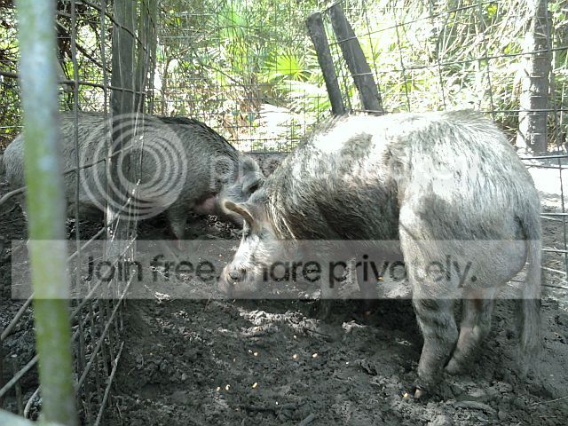 Blue Hogs