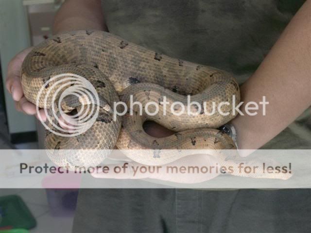 Mono Halmahera (Halmahera Ground boas/Candoia carinata ssp) - Pensil ...